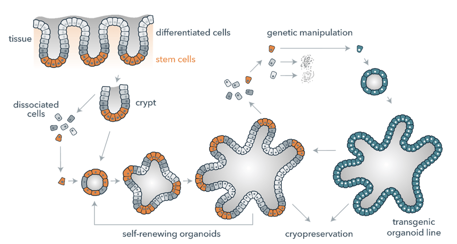 Applications of Genetically Engineered Organoids and Cell Lines