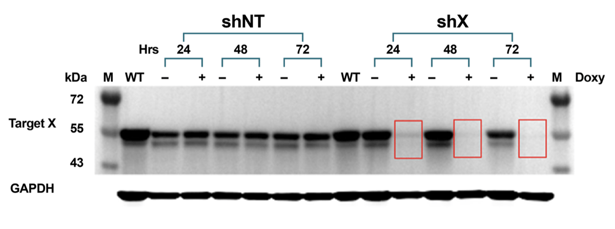 Applications of Genetically Engineered Organoids and Cell Lines