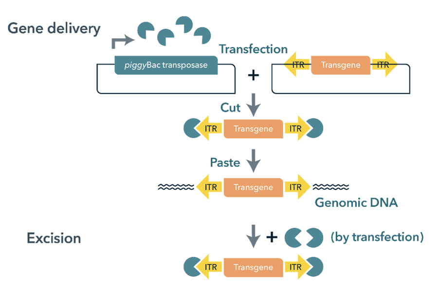 Applications of Genetically Engineered Organoids and Cell Lines