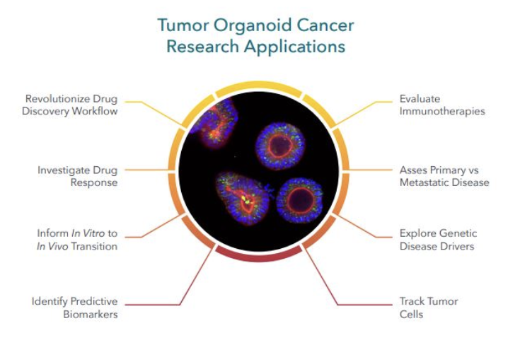 Defining Organoids: Exploring Their True Characteristics and Practical Uses