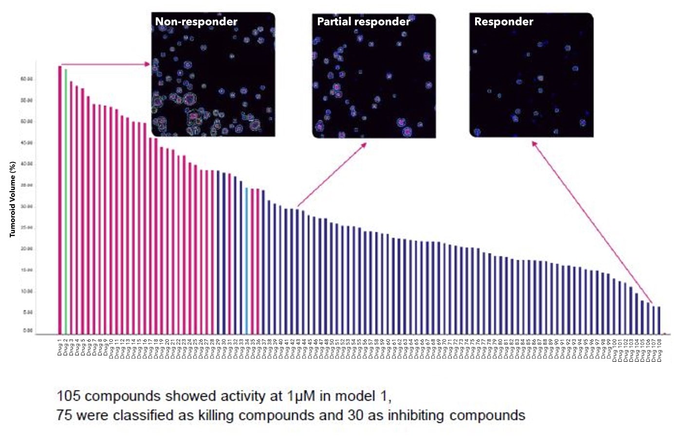 Pairing 3D Organoids with High-Content Imaging Can Develop Clear Views ...