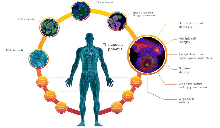Organoids Versus Spheroids: The 3D Difference Matters!