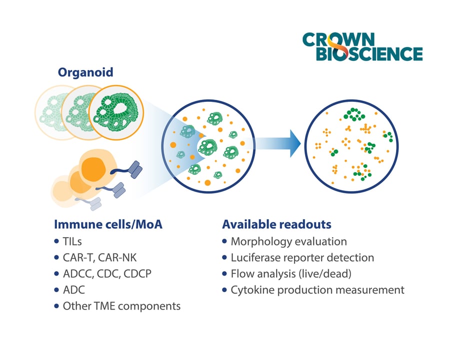 How to Use Tumor Organoids for Immuno-Oncology Applications