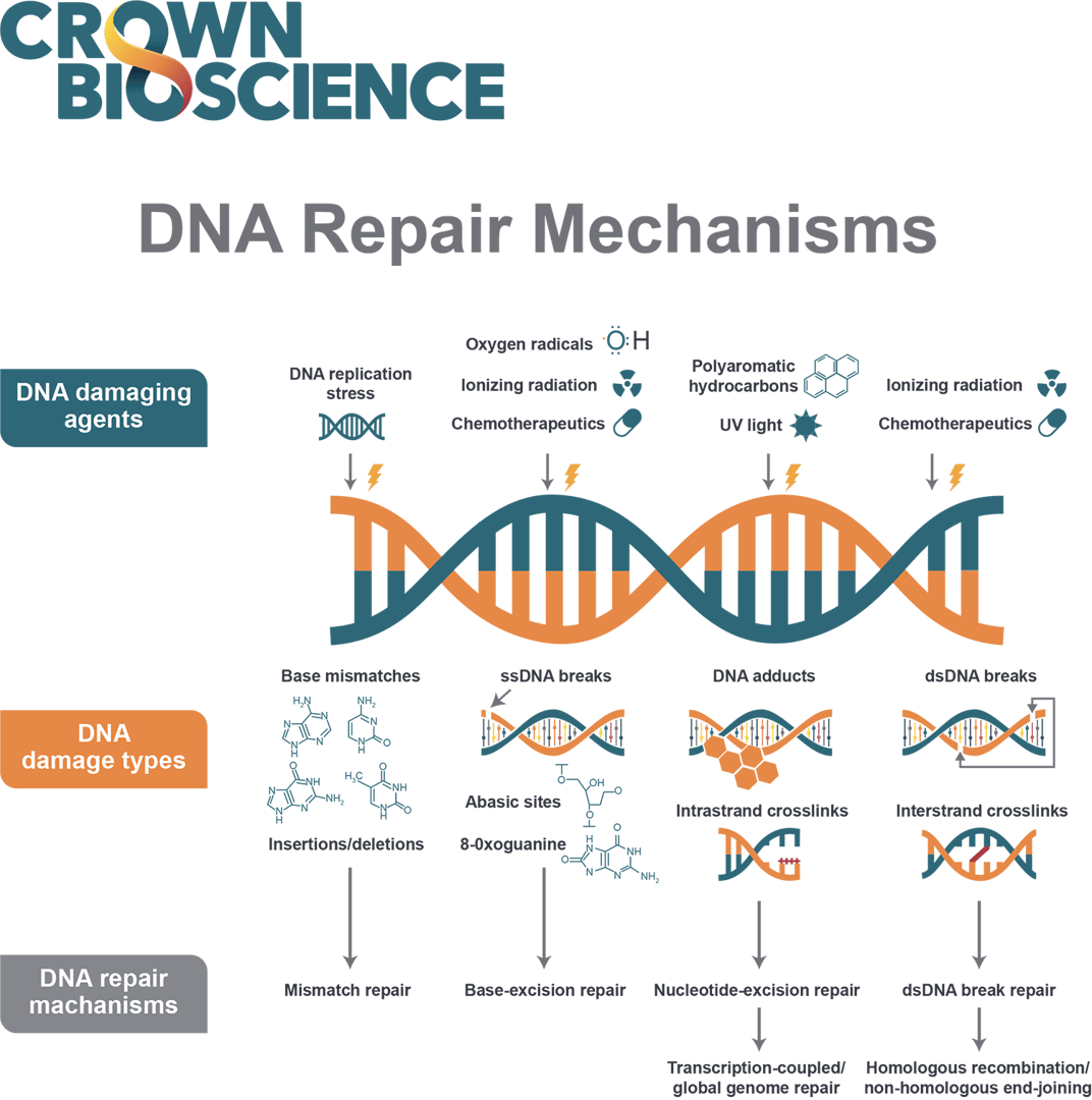DNA Damage Response and DNA Repair in Cancer