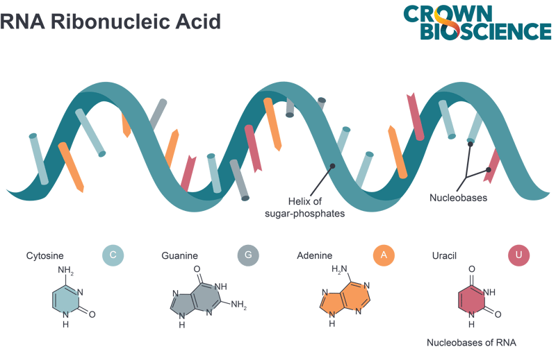 Choosing the Right RNA Analysis Methods: Genome-wide RNA-Seq vs ...