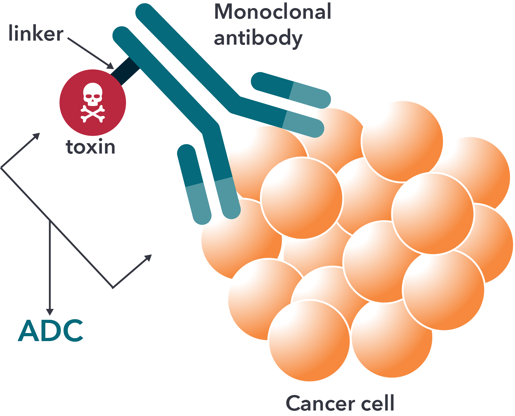 Antibody-Drug Conjugates (ADCs): Concepts and Challenges