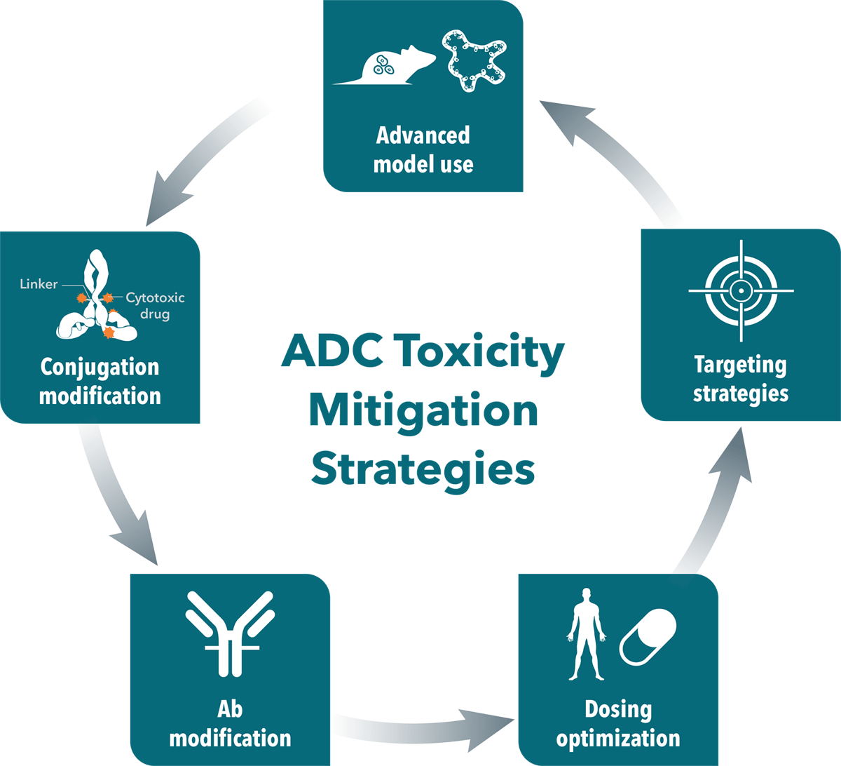 Off-target toxicity in antibody-drug conjugates