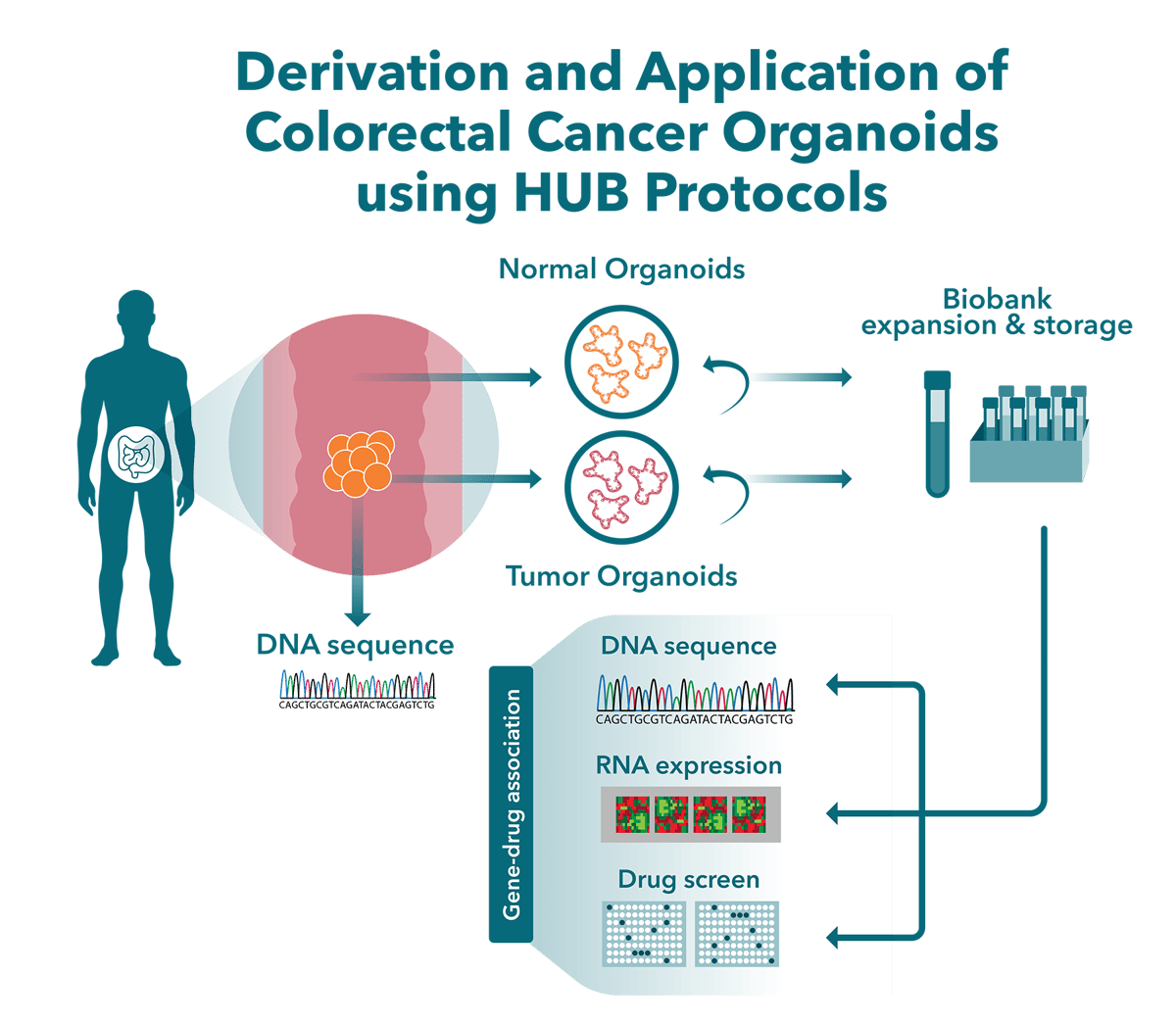Tumor Organoids and the HUB Protocol Method