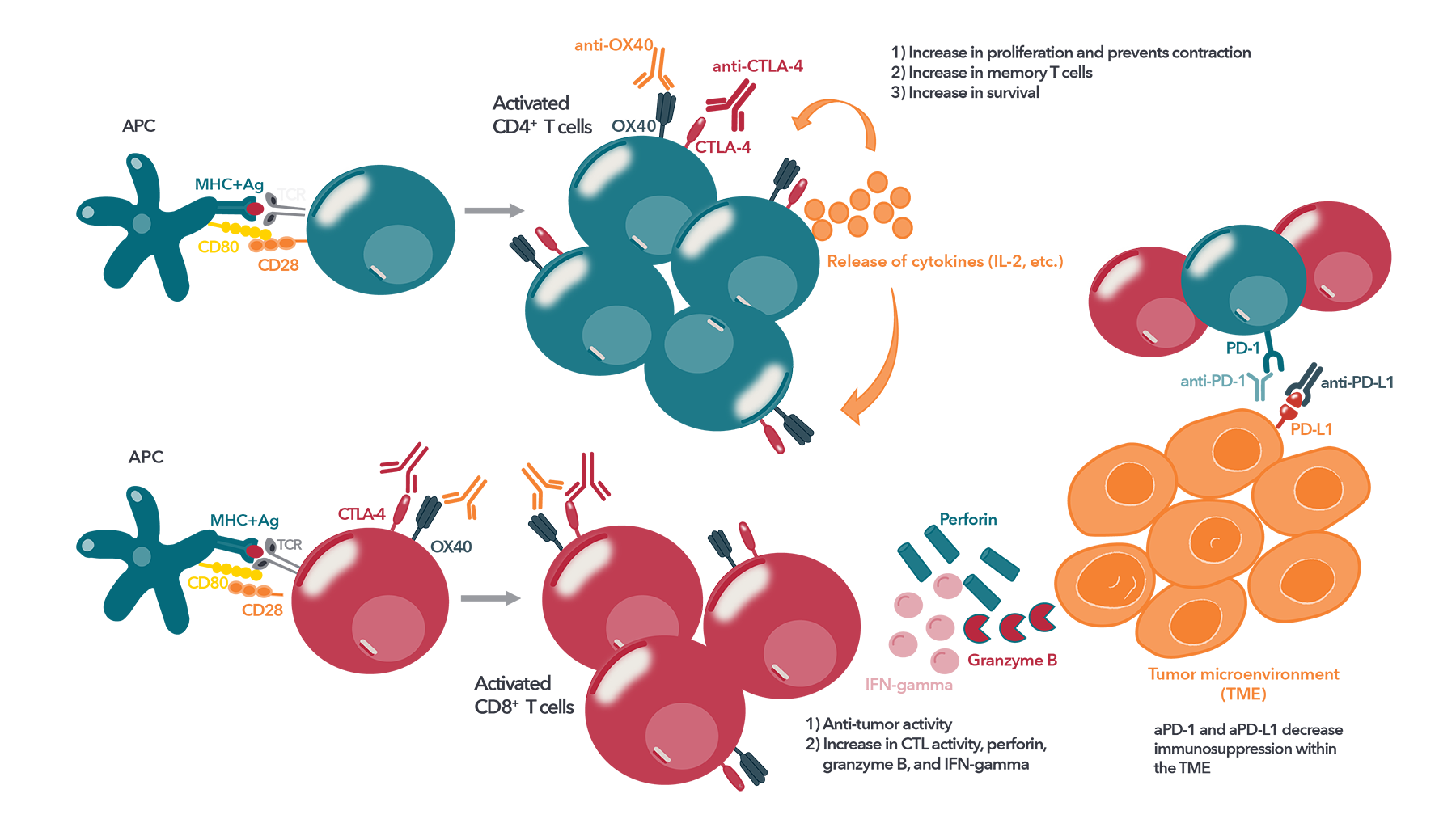 OX40 Agonists: Boosting Cancer Immunotherapy