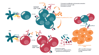 OX40 Agonists: Boosting Cancer Immunotherapy