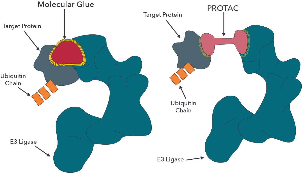 Targeted Protein Degradation with PROTACs and Molecular Glues
