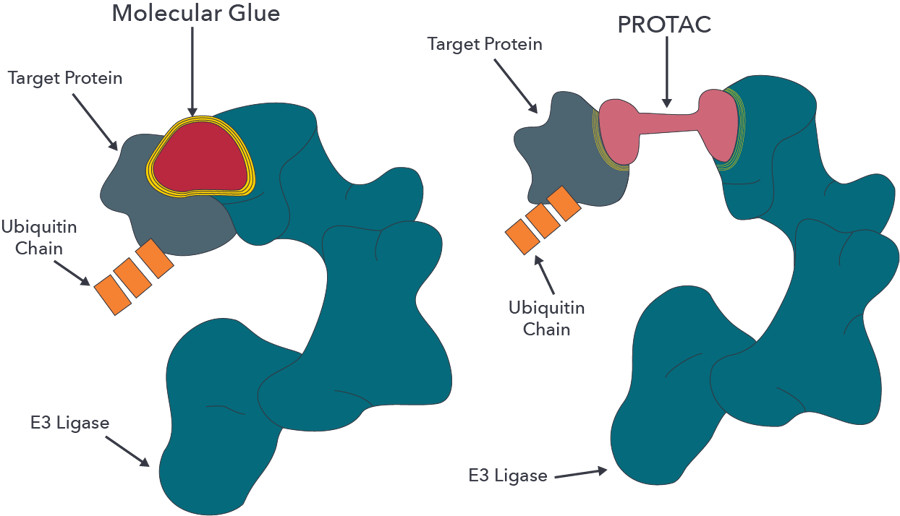Targeted Protein Degradation with PROTACs and Molecular Glues
