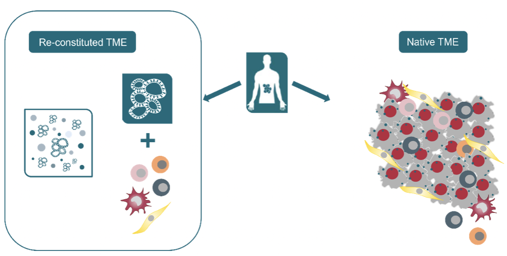 How to Evaluate the Success of Anti-PD-1 Drugs In Vitro?