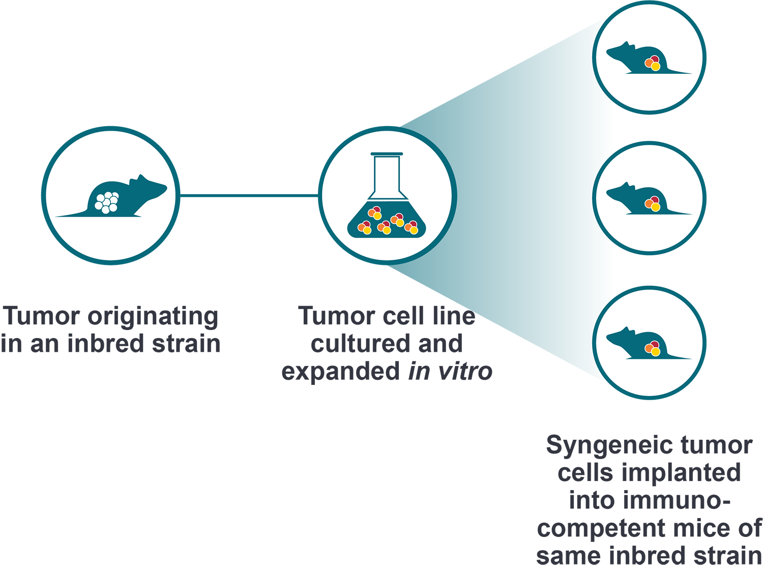 Syngeneic Tumor Mouse Models: The Pros and Cons