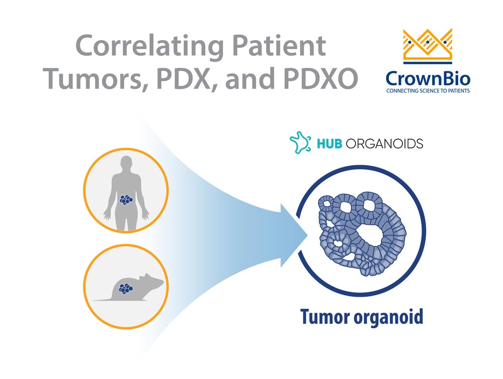 Patient Tumors, PDX, and PDXO: Model Correlation Q&A