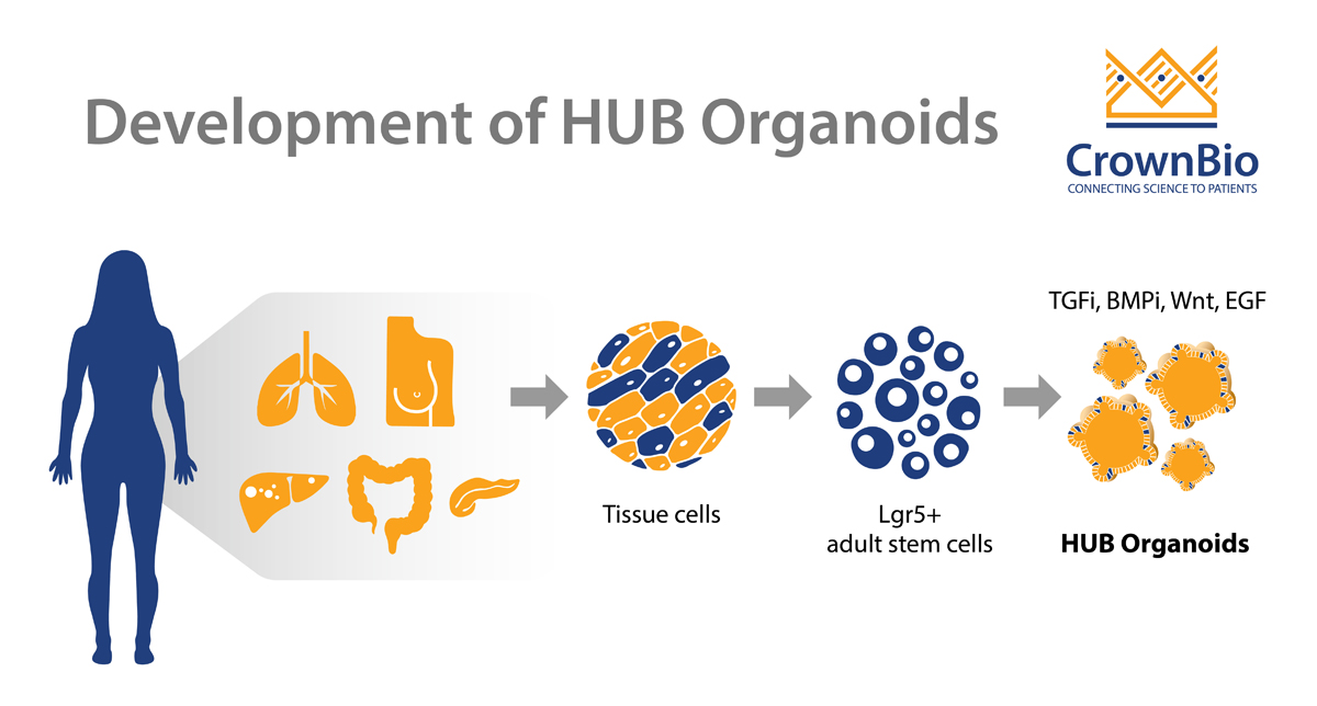 The Development of HUB Organoids The Development of HUB Organoids