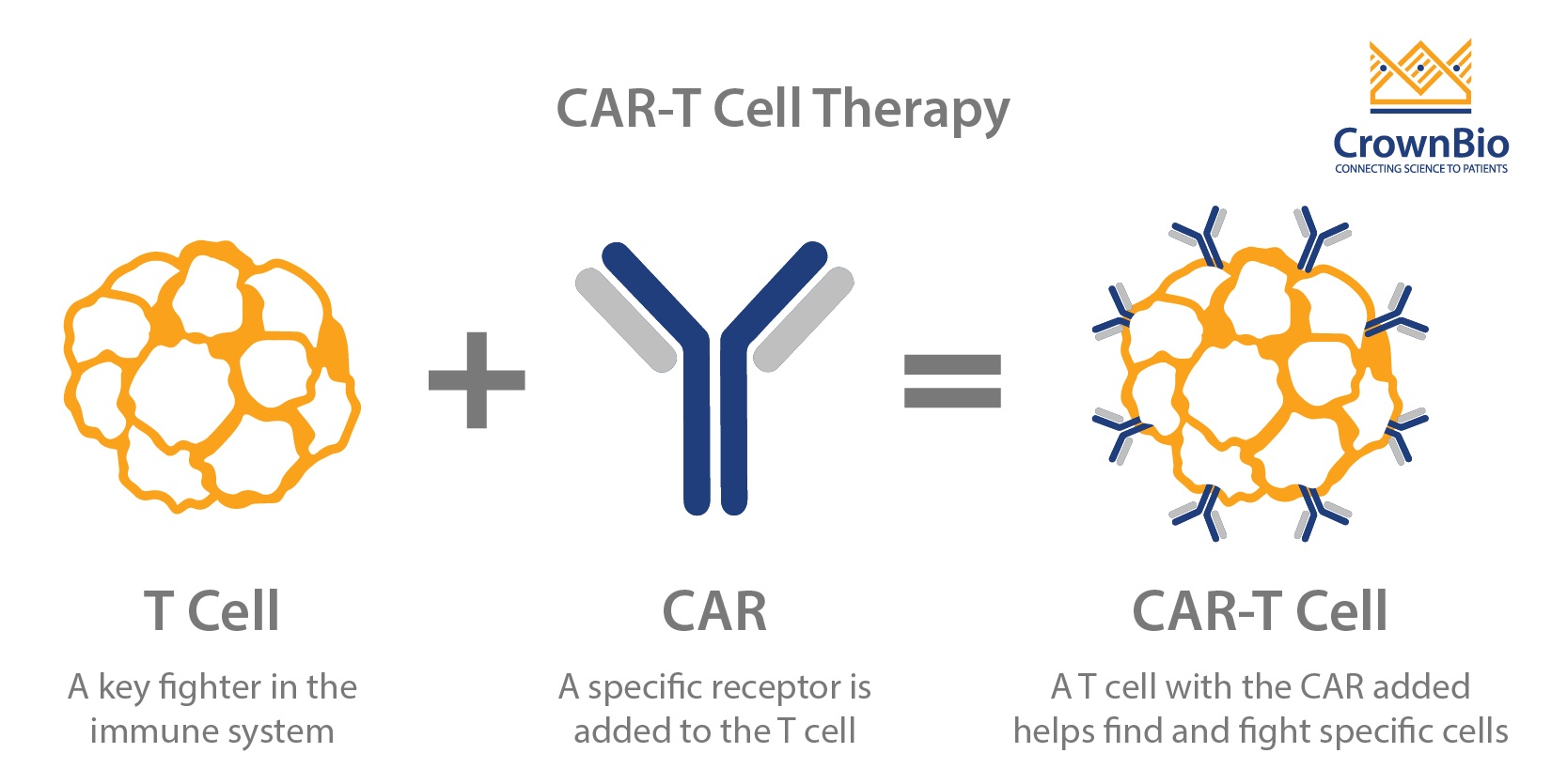 How To Assess Car T Cell Therapies Preclinically