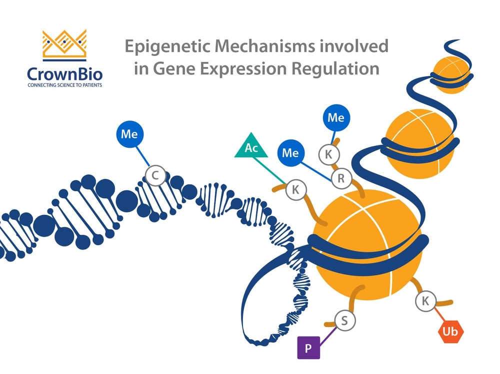 Epigenetic Inhibitors: Strategies to Enhance Patient Response to ...