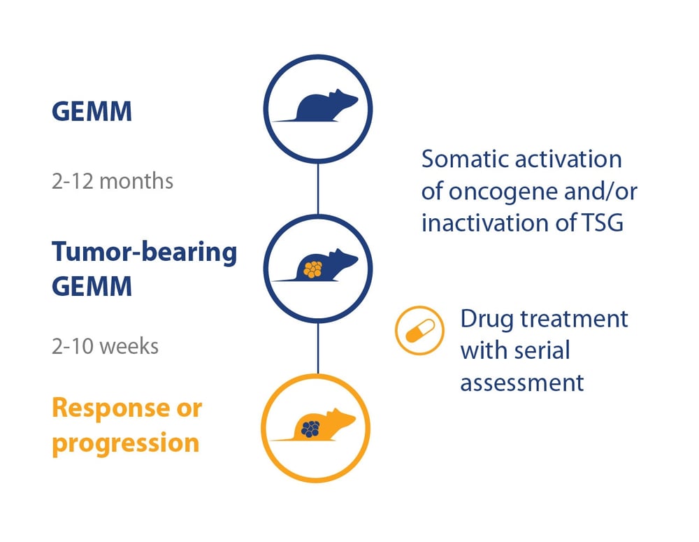 Genetically Engineered Mouse Models (GEMM) for I/O Studies