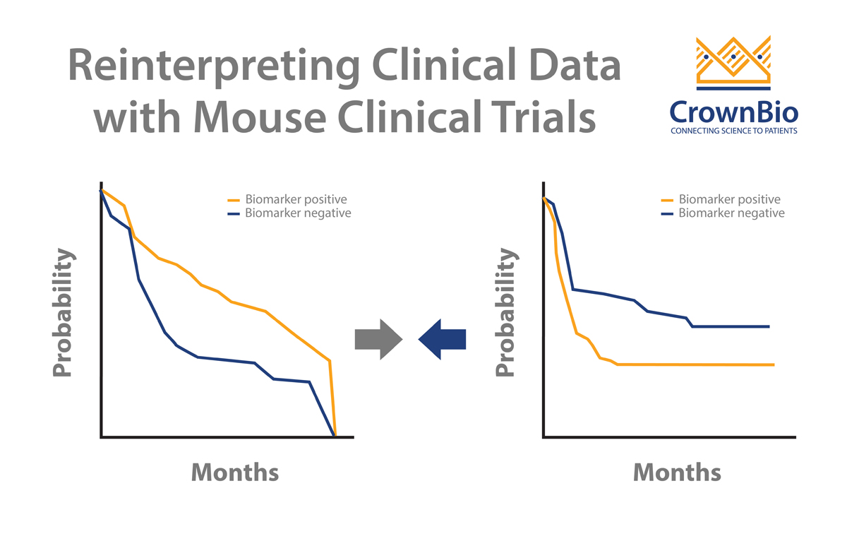 How to Use Mouse Clinical Trials to Reinterpret Clinical Results