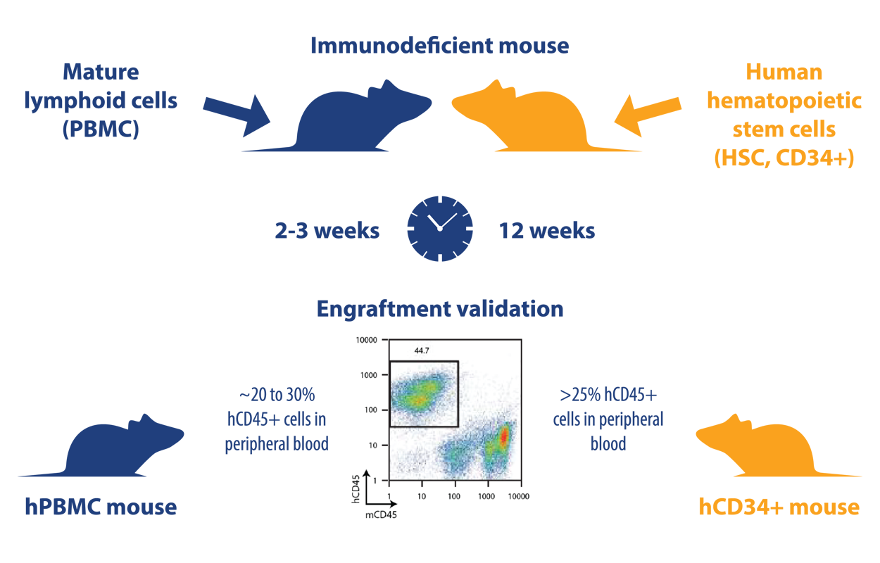 Humanized Mouse Model Head to Head: hPBMC vs hCD34+