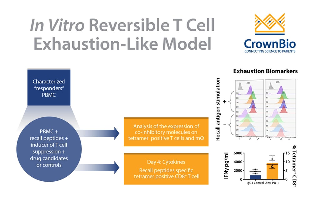 T Cell Dysfunction Assays for In Vitro Screening of Immunomodulatory ...