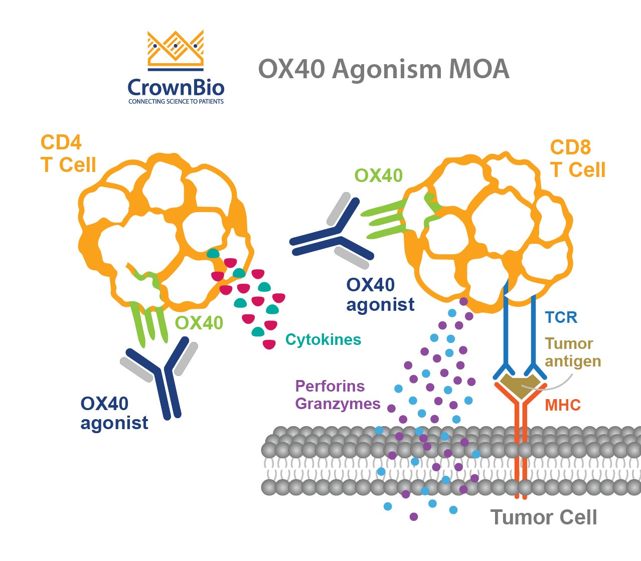 OX40 Agonists: Boosting Cancer Immunotherapy