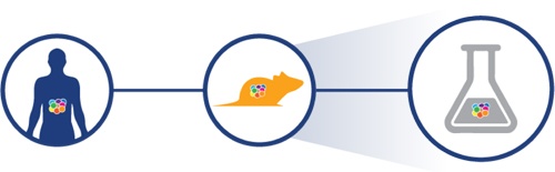 Leveraging PDX Models for In Vitro and Ex Vivo Assays