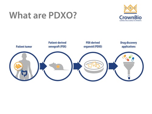 What are PDX-Derived Organoids (PDXOs)? What are PDX-Derived Organoids (PDXOs)?
