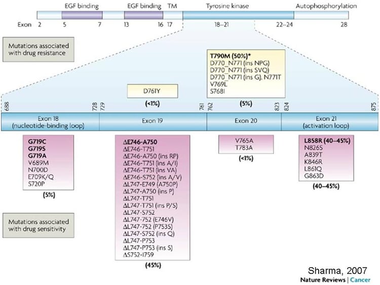 Treatment Approaches for EGFR-Mutated Lung Cancer
