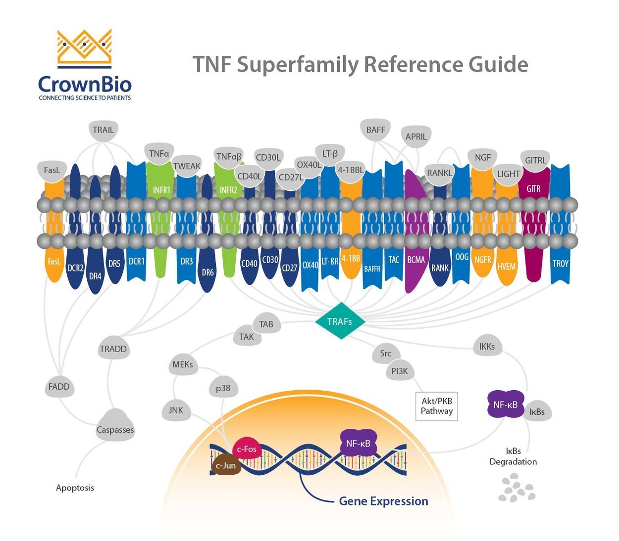 Tumor Necrosis Factor Superfamily of Ligands and Receptors 101
