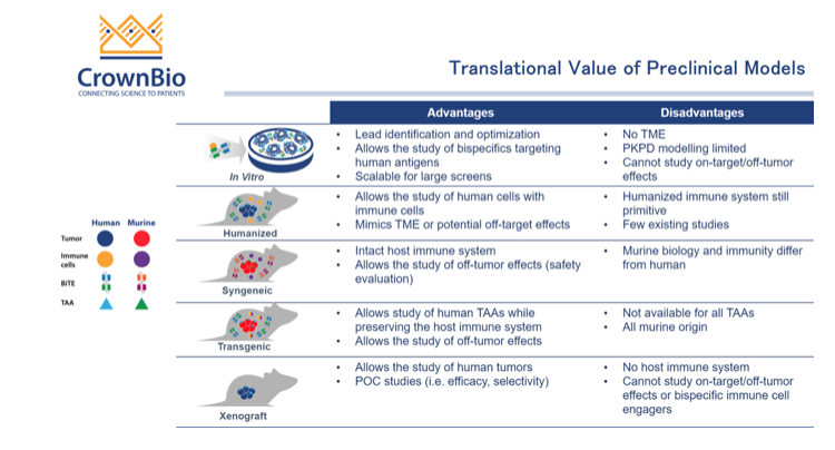 Preclinical Models for Bispecific T Cell Engager Development