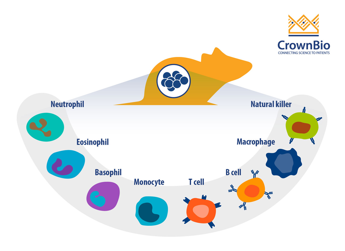 Profiling of Tumor-Infiltrating Immune Cells in Syngeneic Tumor Models ...