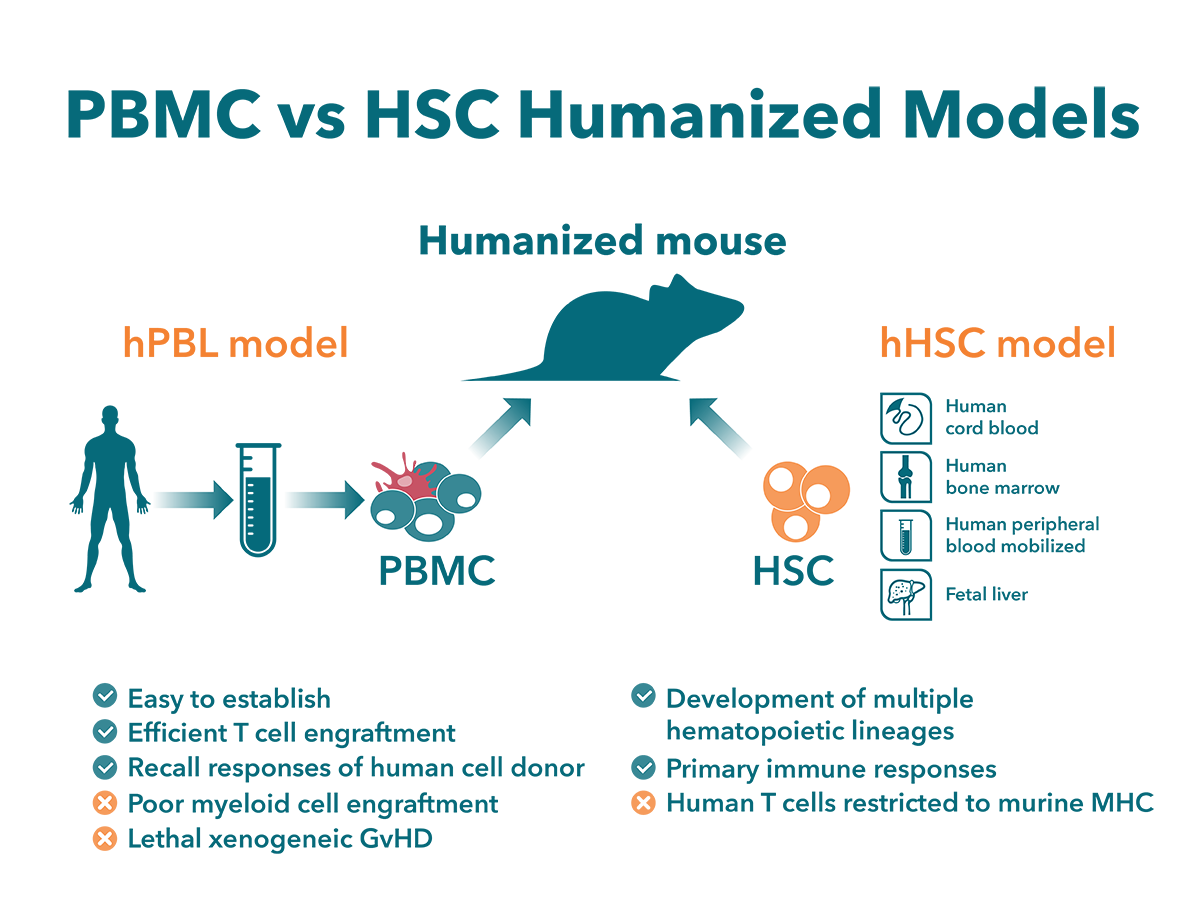 Key Differences between hPBMC and hCD34 Humanized Mouse Models